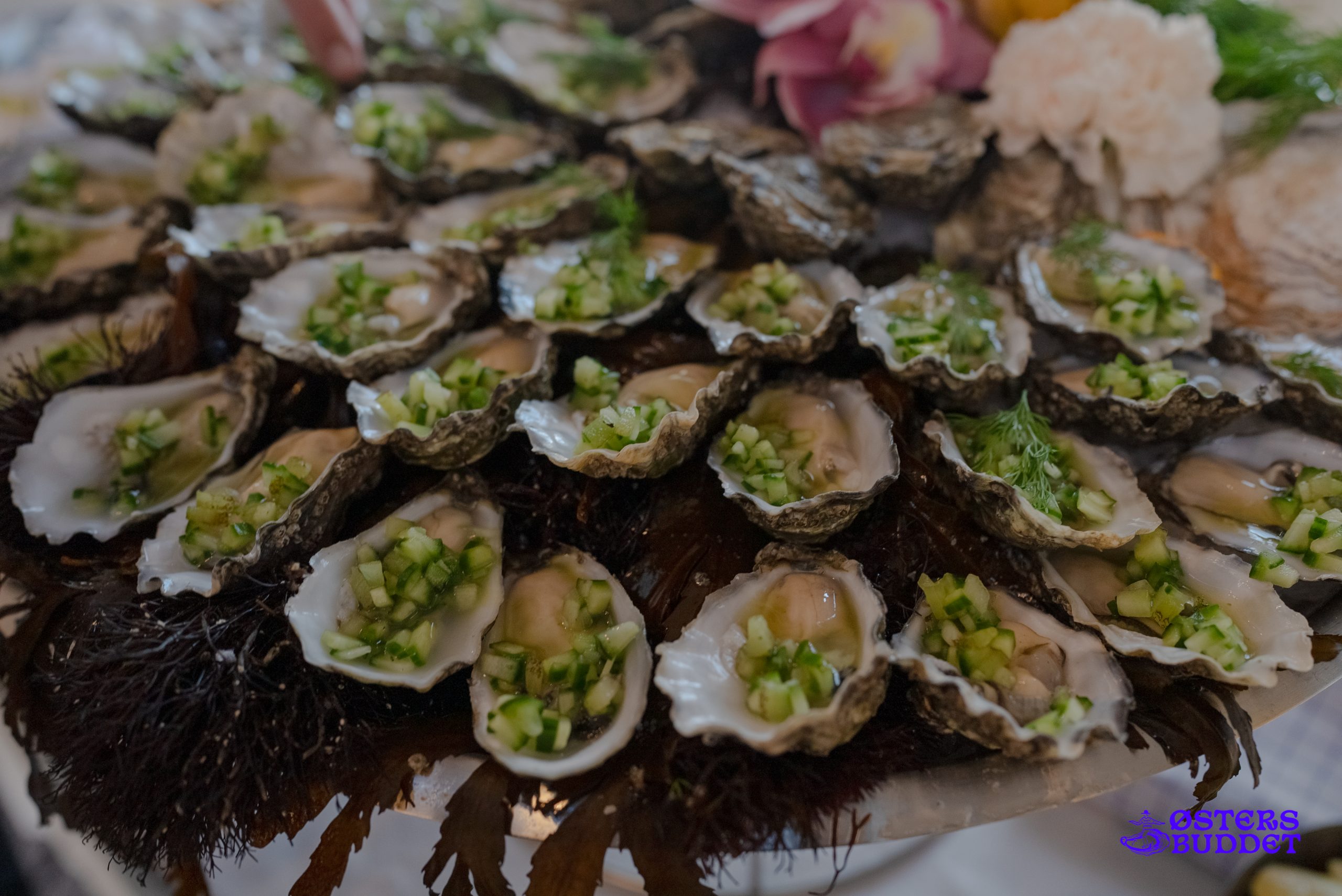 Østers & champagnesmagning i Champagnekælderen